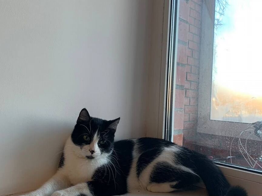 Кошка