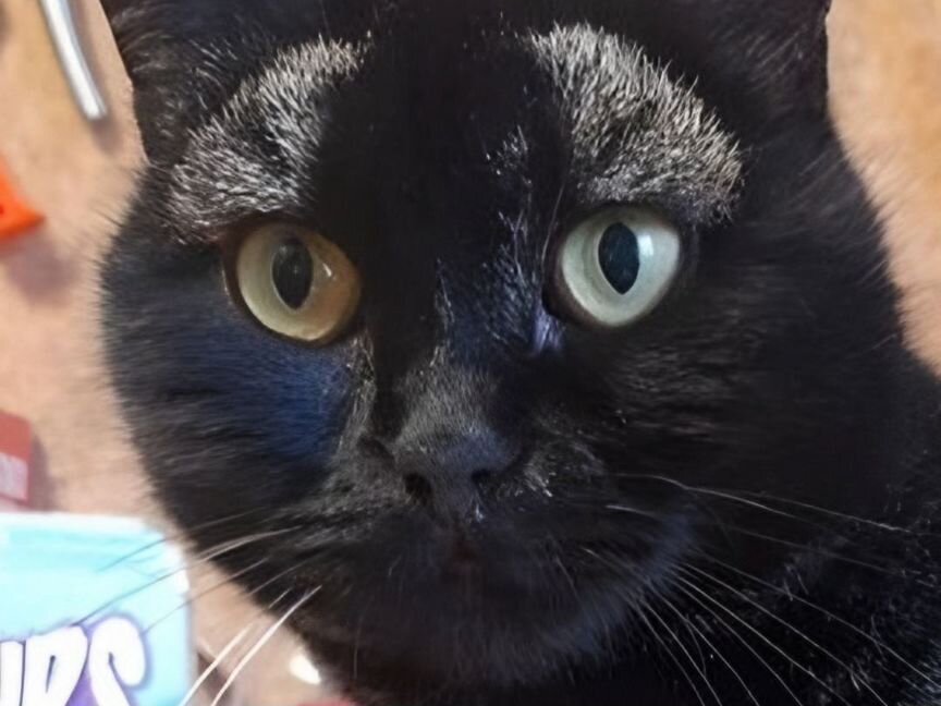 Кошка Фрейя, брови-крылья