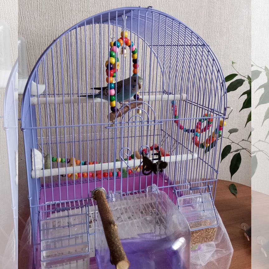 Волнистый попугай птенец