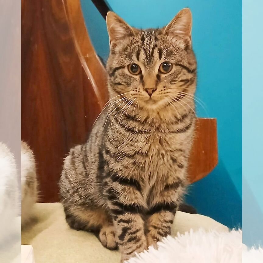 Котенок