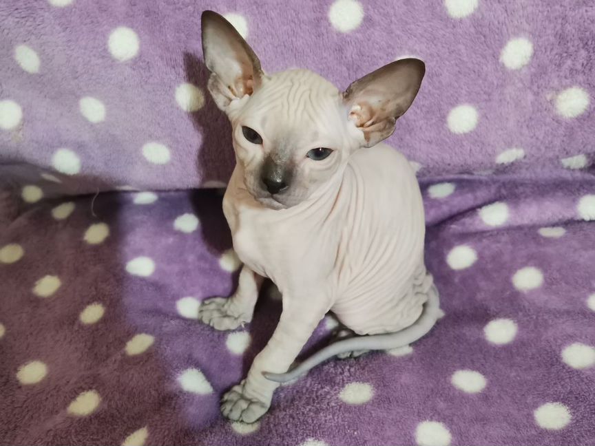 Донской сфинкс