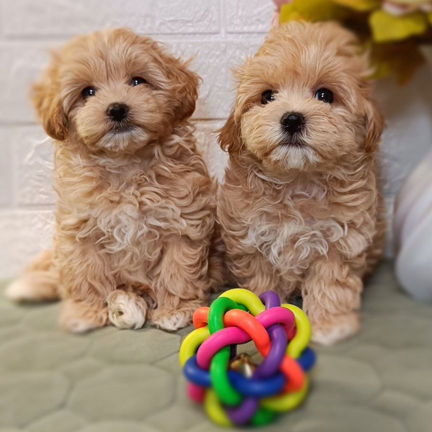 Мальтипу, щенок