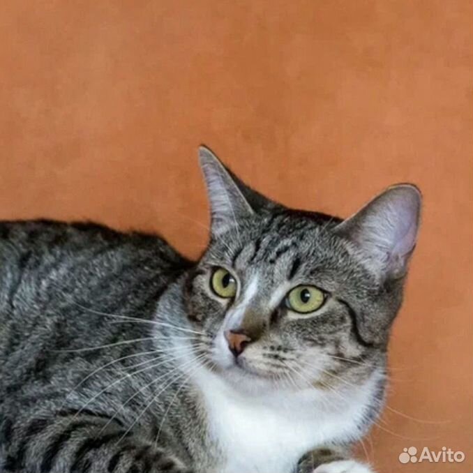 Кошка Эклера 8 мес. на радость в дар