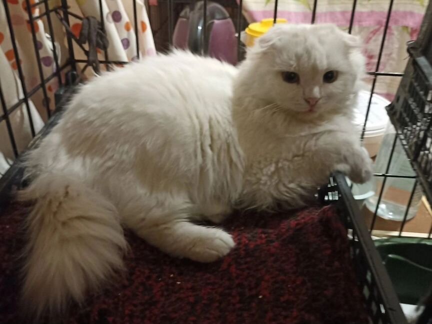 Кошечка Снегурочка
