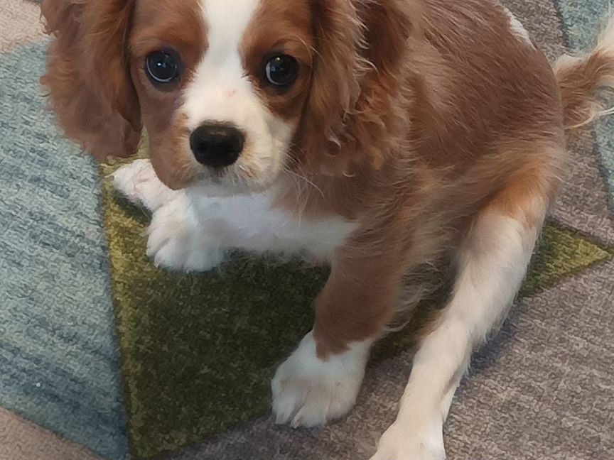 Продам щенка Кавалер Кинг Чарльз Спаниель