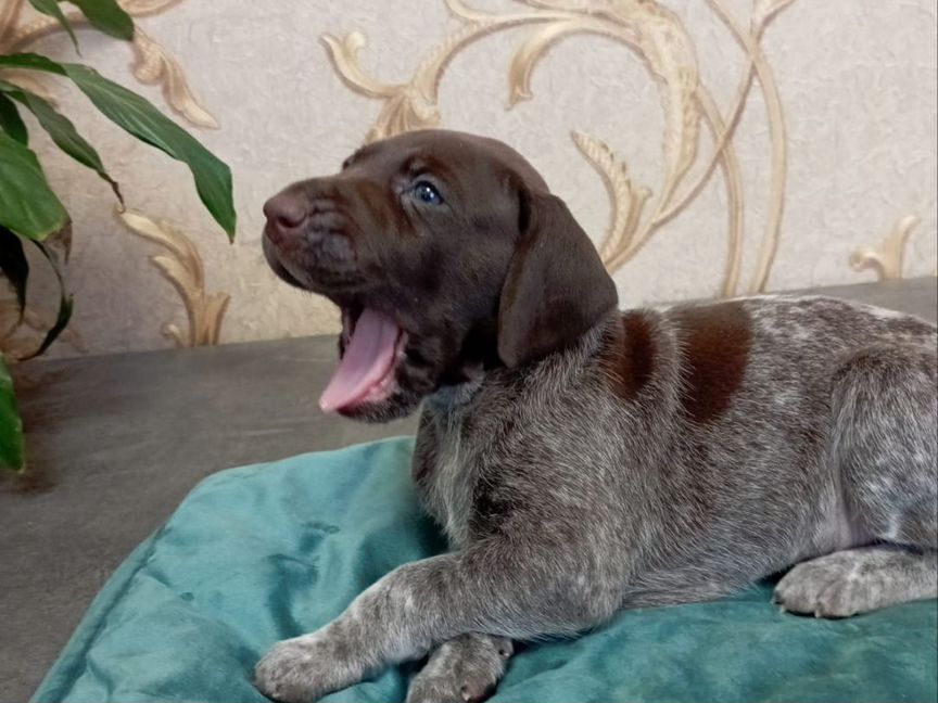 Щенки курцхара