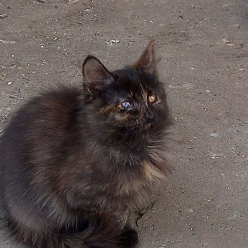 Котёночек с разными глазами живет в подвале
