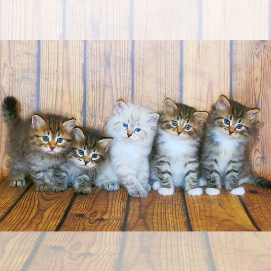 Сибирские котята