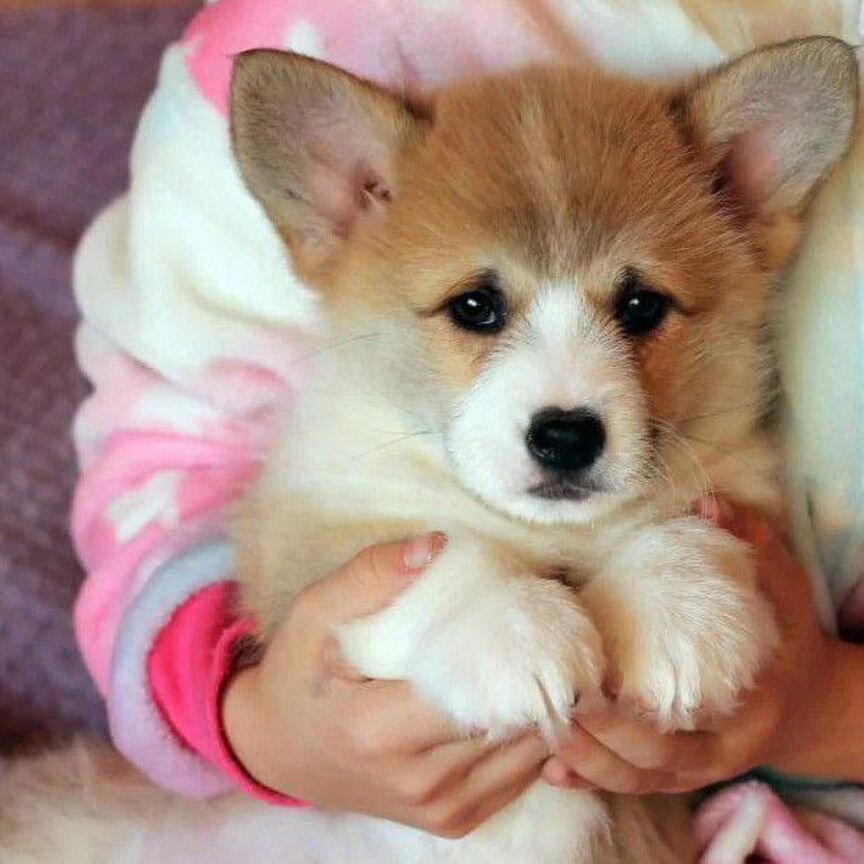 Малышка Шнаппи. Без хвостика, 3 мес