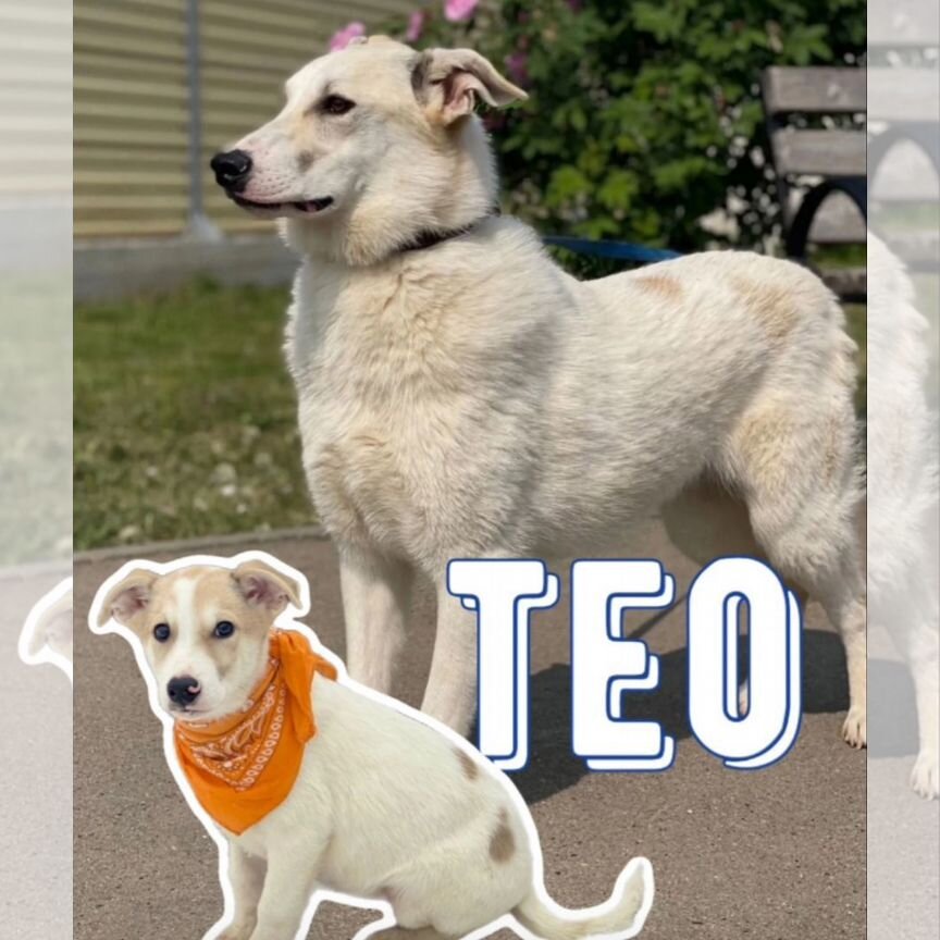 Взрослый пёс в добрые руки