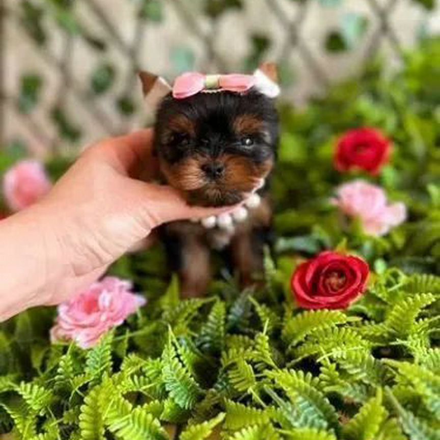 Йоркширский терьер мини щенки