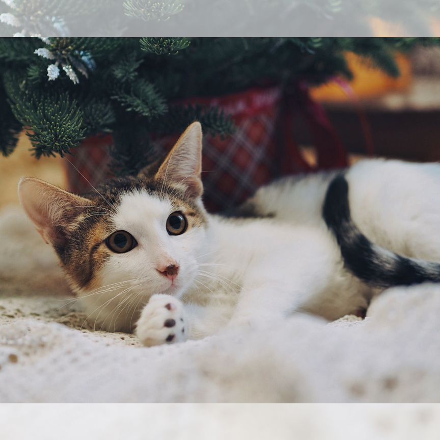 Котенок заждался дом