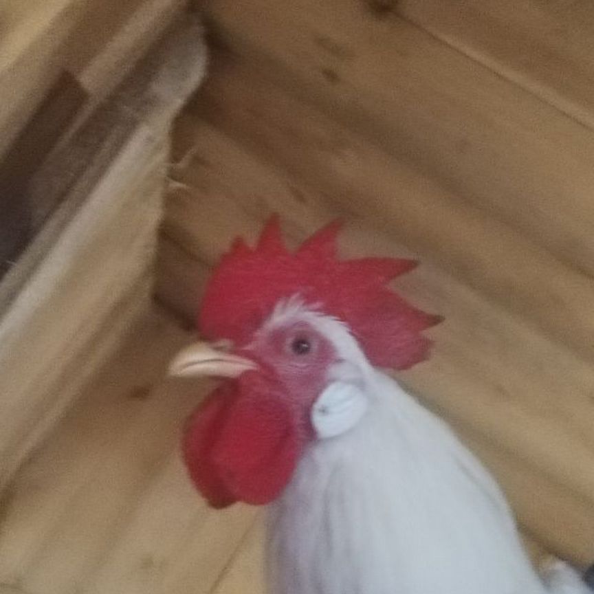 Молодые петухи разных пород в Красноуральске