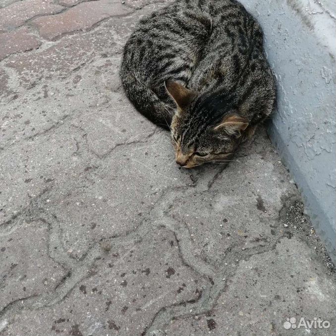 Мама, забери меня