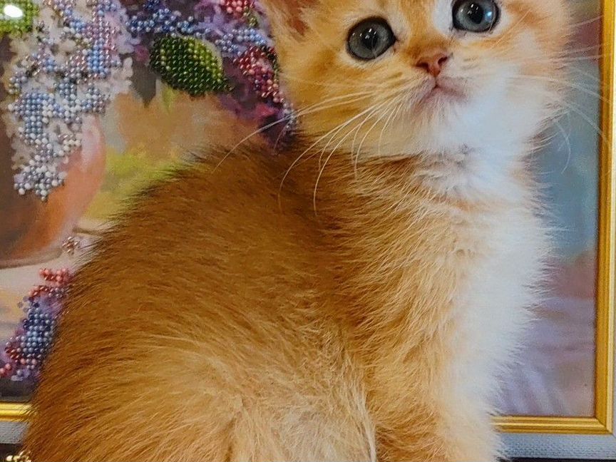 Кошка золотая шиншилла ny12
