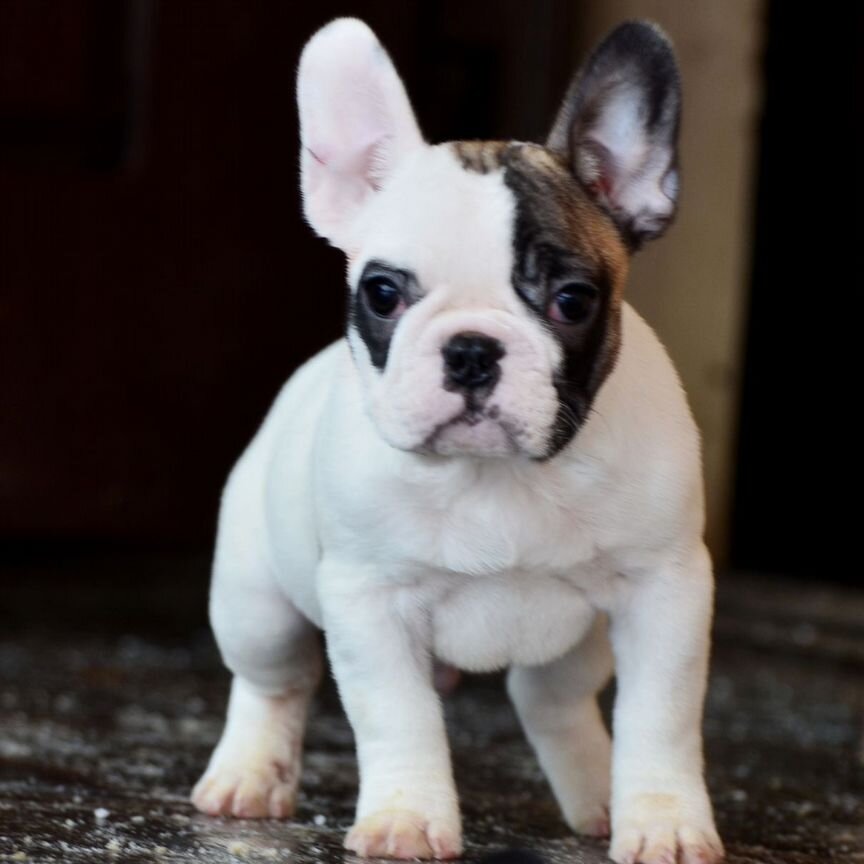 Французский бульдог, щенок