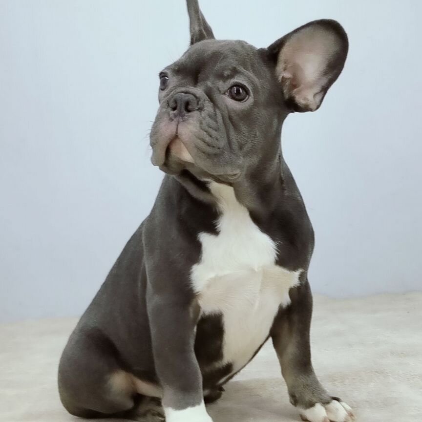 Французский бульдог, щенок