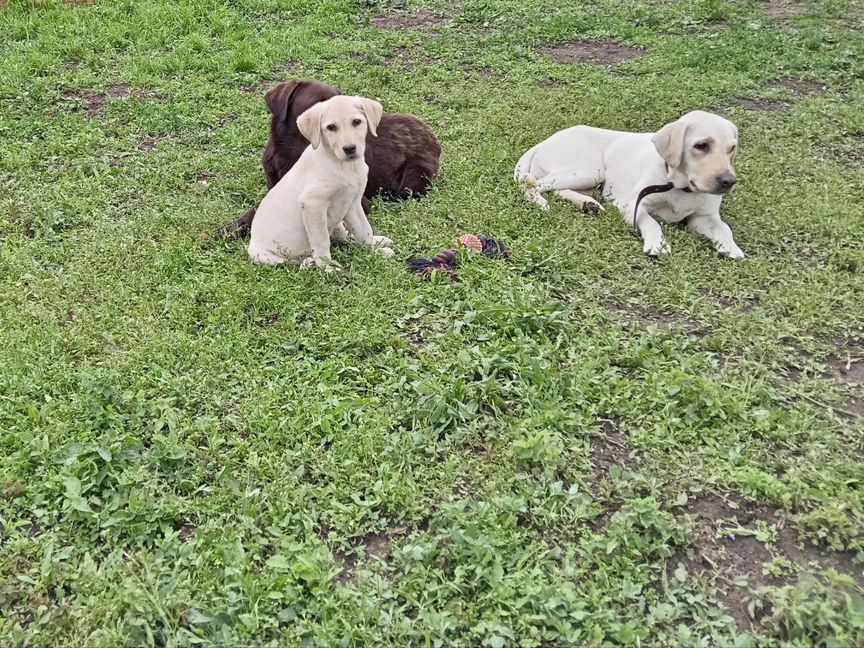 Щенки лабрадора