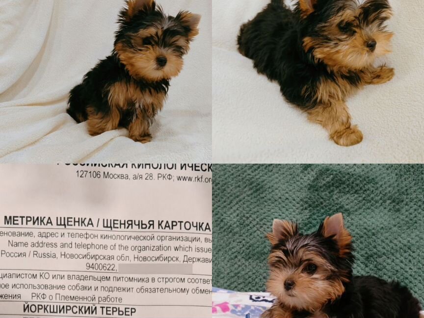 Щенок йоркширского терьера