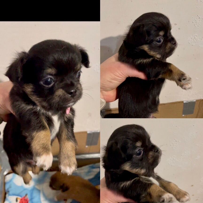 Чихуахуа мальчишки длинники