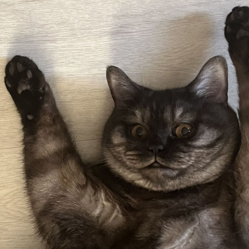 Британский длинношёрстный кот, вязка