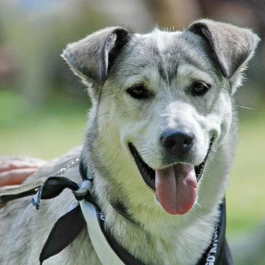 Снежа ищет дом