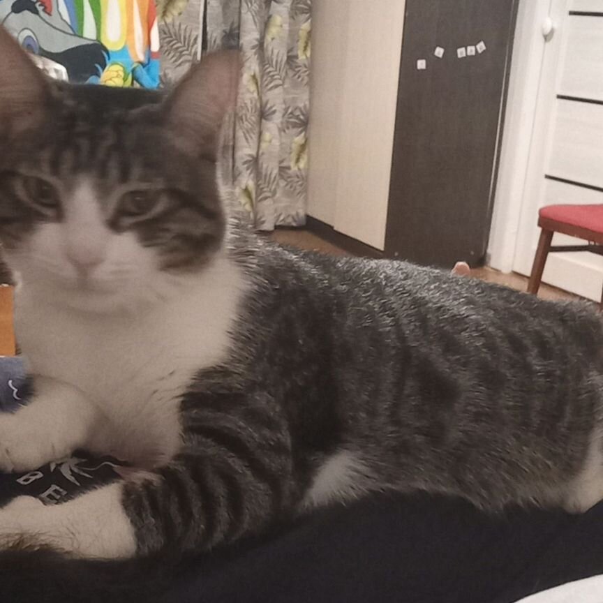 Кот в частный дом