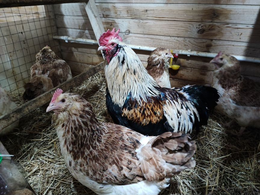 Инкубационное яйцо Фавероль лососевая