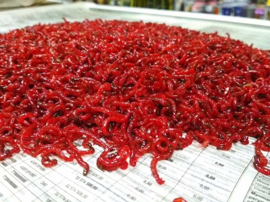 Мотыль замороженный