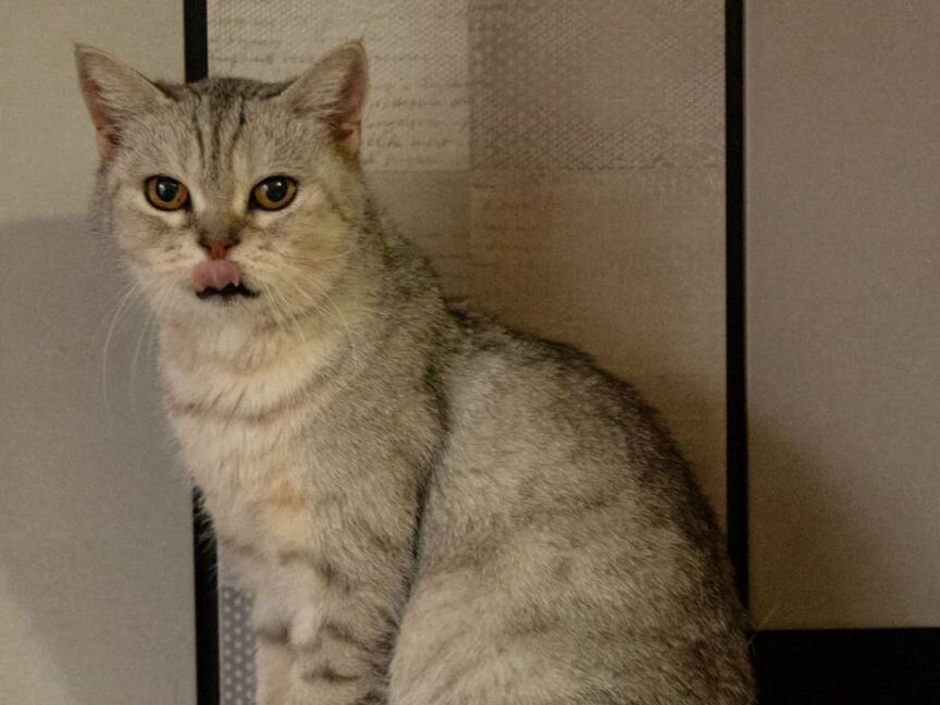 Шотладская кошка