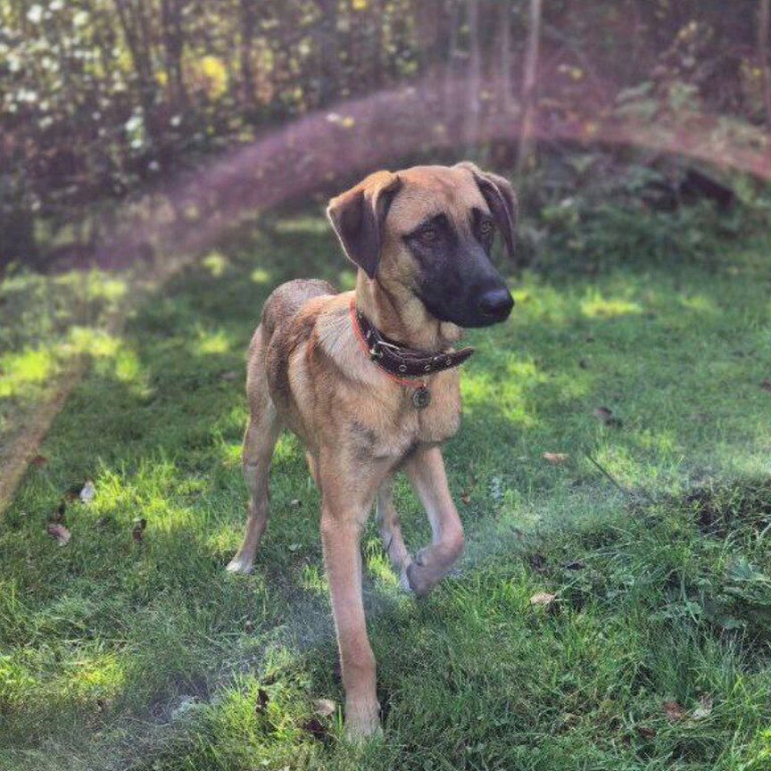 Собака Долли в добрые руки