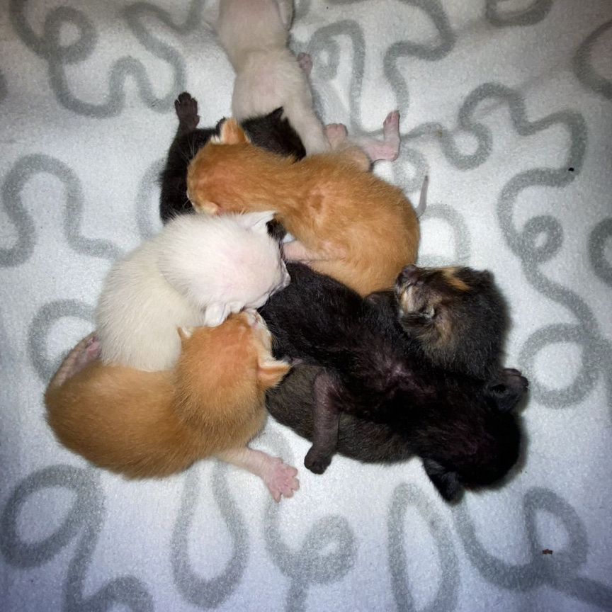 Ориентальные котята