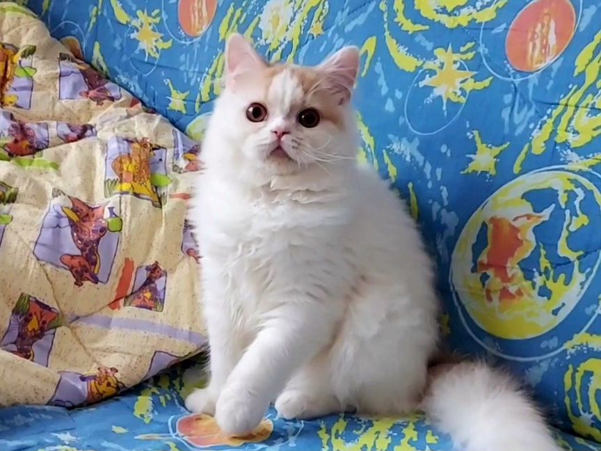 Котенок мальчик