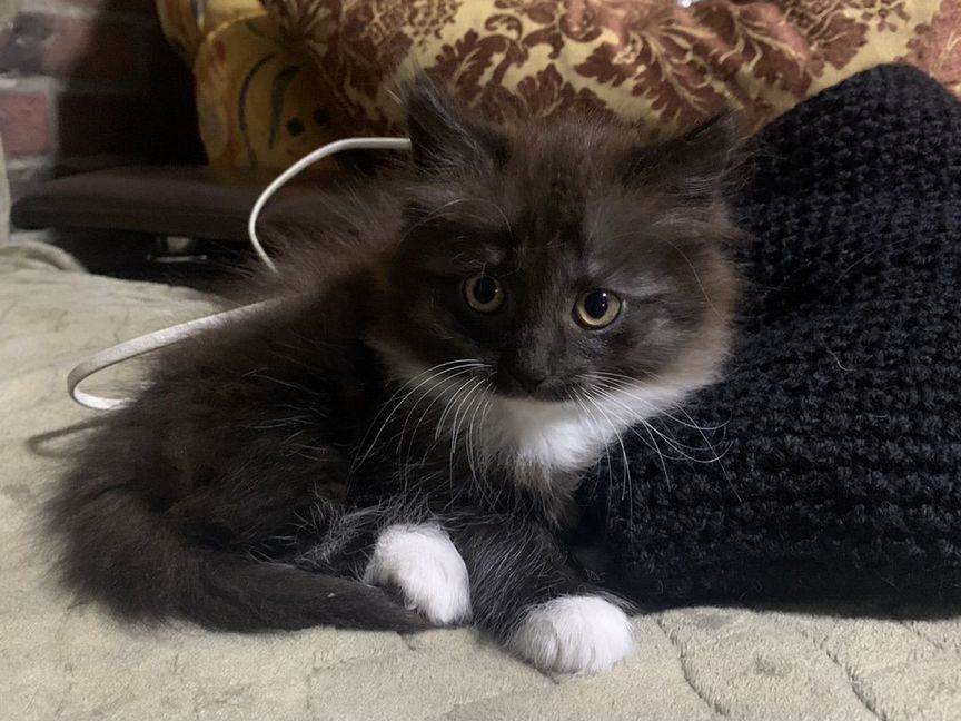 Котенок крысолов