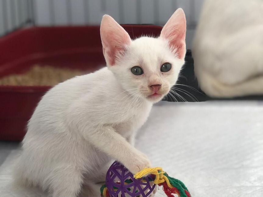 Кошка и котята в добрые руки