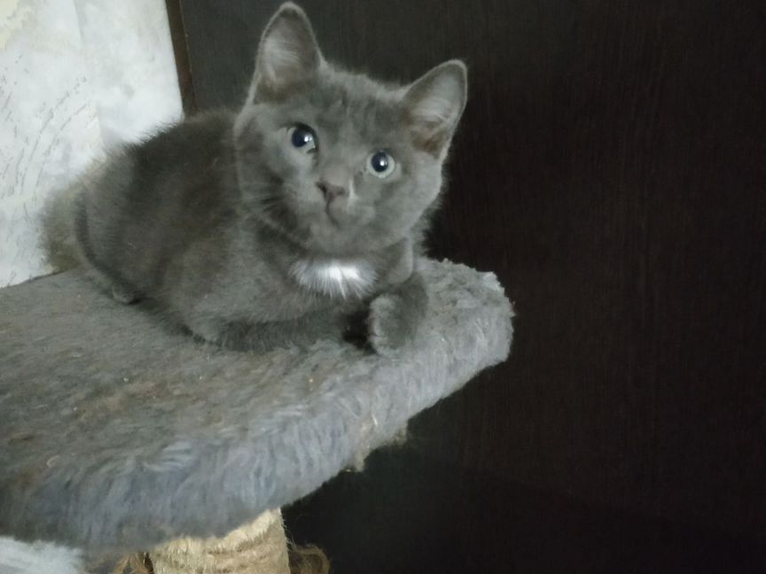 Обычная кошечка