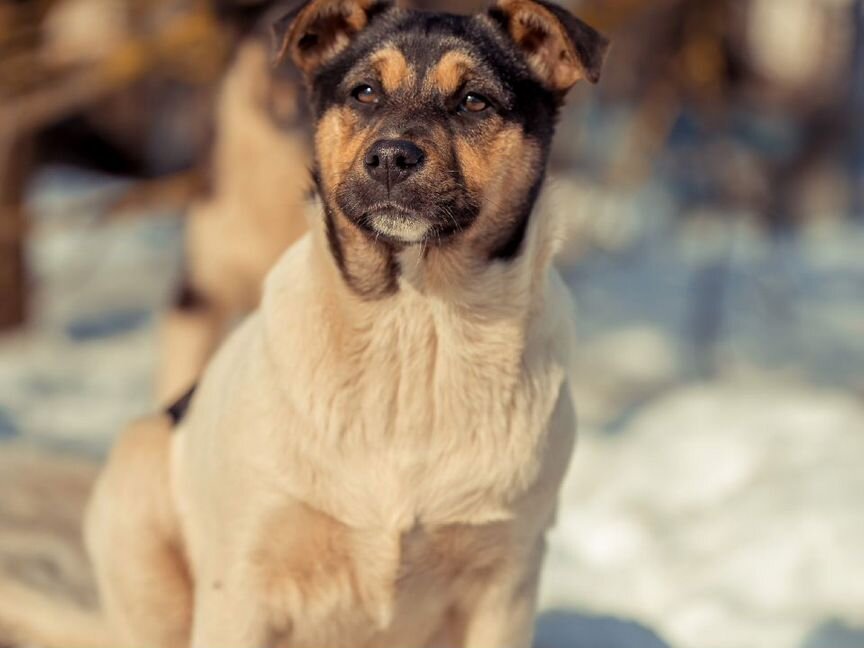 Щенок в добрые руки бесплатно