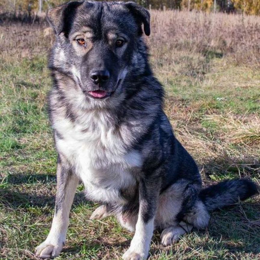 Собака в добрые руки отдам бесплатно