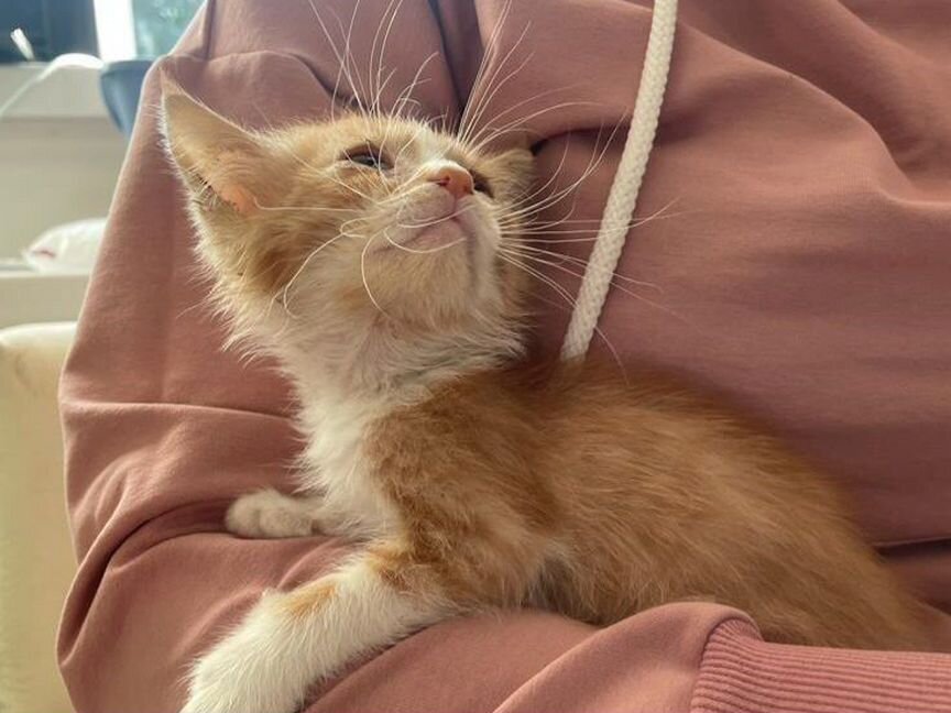 Котёнок Лимон. Бронь. Только ответственным людям