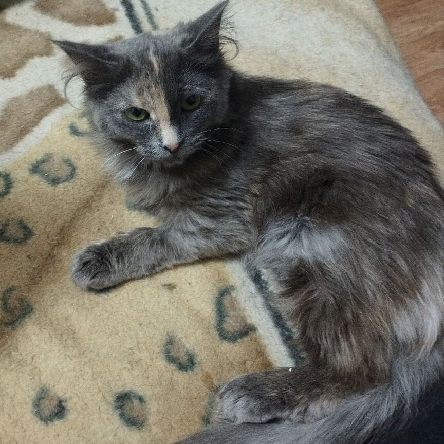 Взрослая, кошка в добрые руки