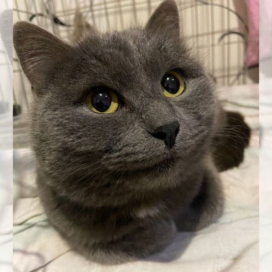 Кошечка в добрые руки