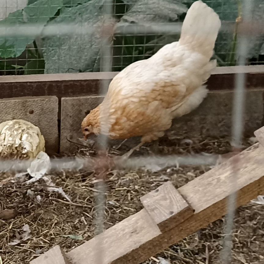 Молодые курочки