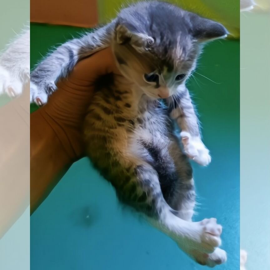Котёнок в добрые руки