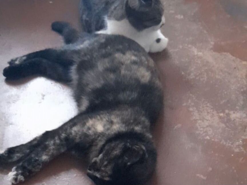 Потерялись две кошки