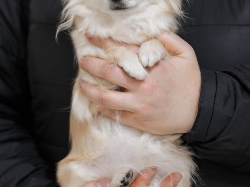 Чихуахуа девочка. Ждем самых лучших мампап