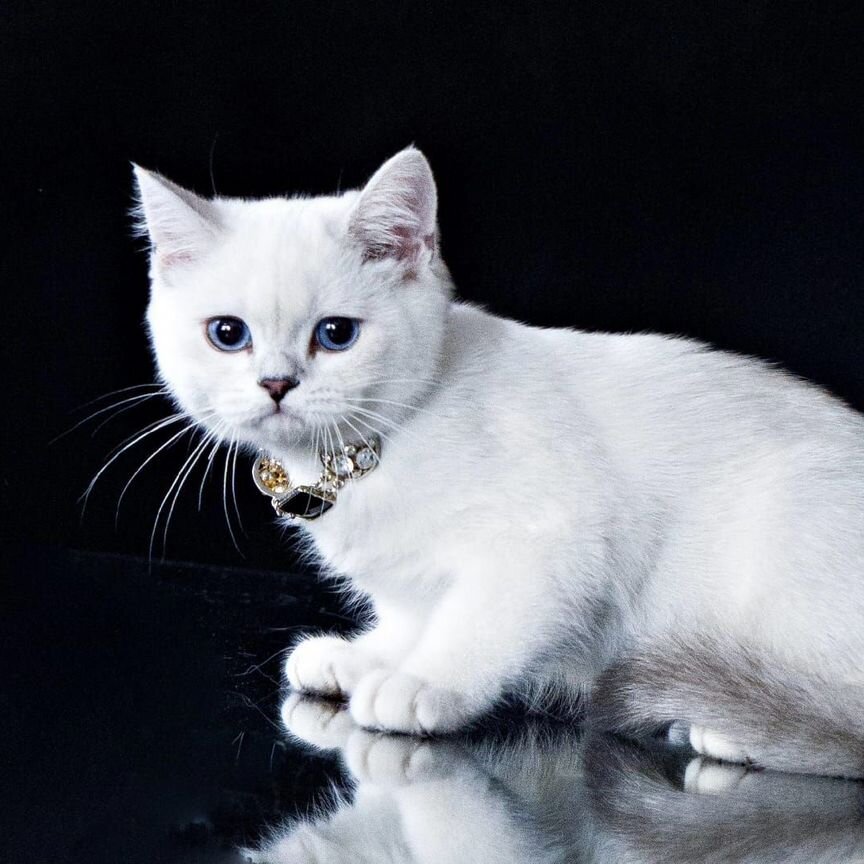 Мальчик скоттиш страйт