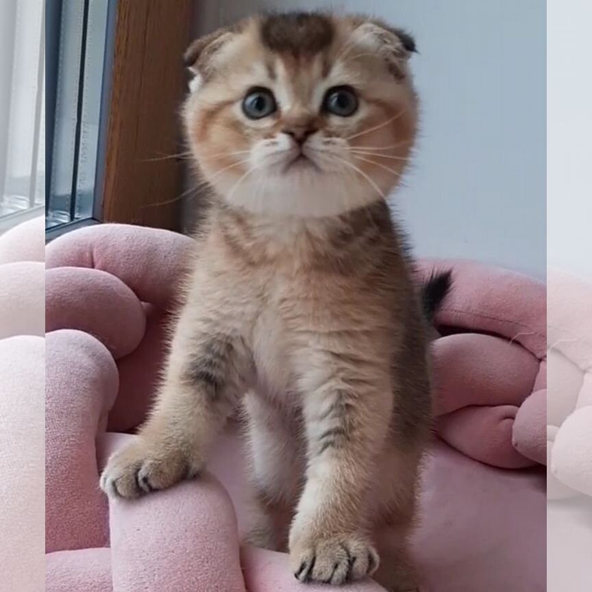 Шотландские золотые шиншиллы котята