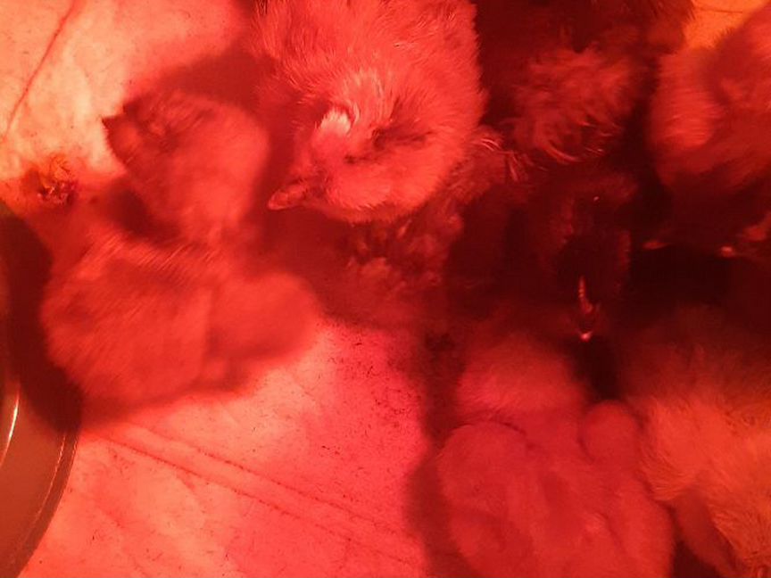 Продаю суточных цыплят Лакендадзи