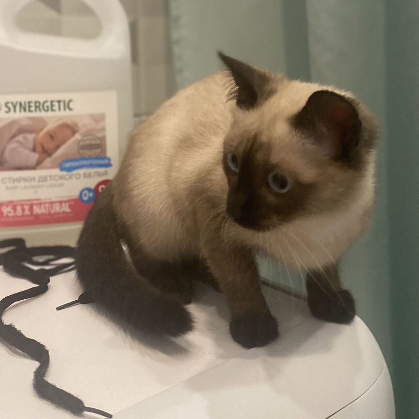 Найден котенок