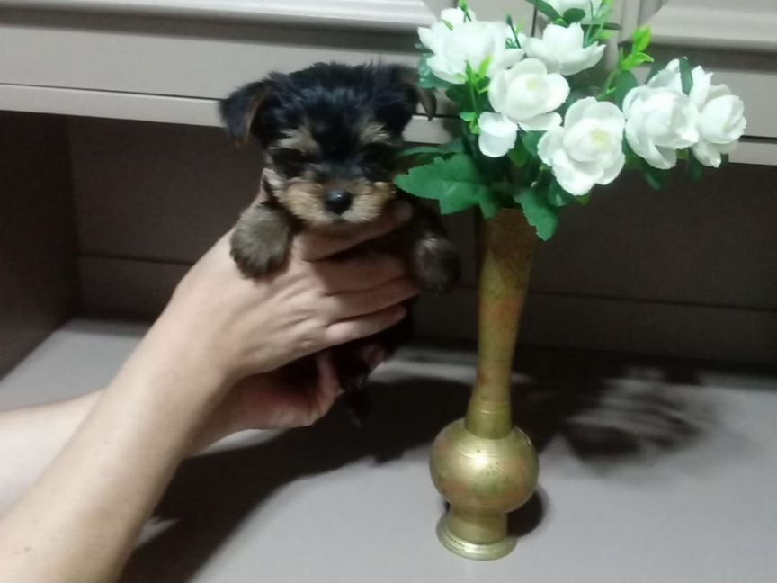 Мини мальчик